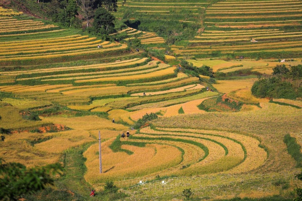 Mùa lúa chín trên những thửa ruộng bậc thang Miền Đồi, huyện Lạc Sơn ...